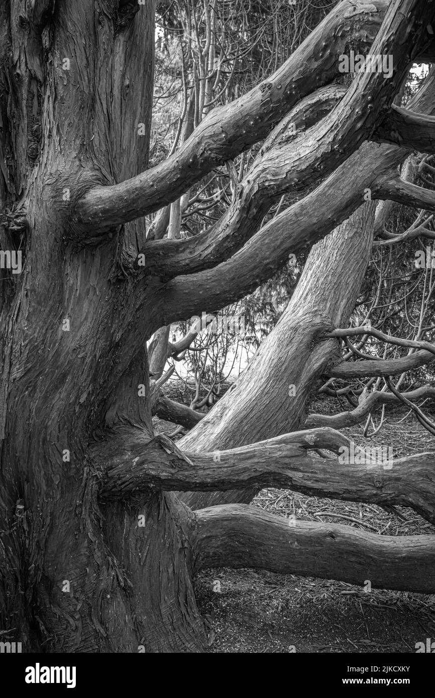 A vertical grayscale shot of a tree with long thick branches Stock ...