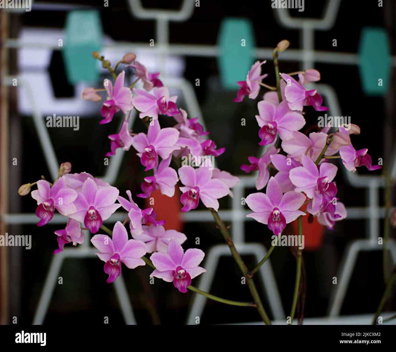 Beautiful phalaenopsis orchids flowers hi-res stock photography and ...