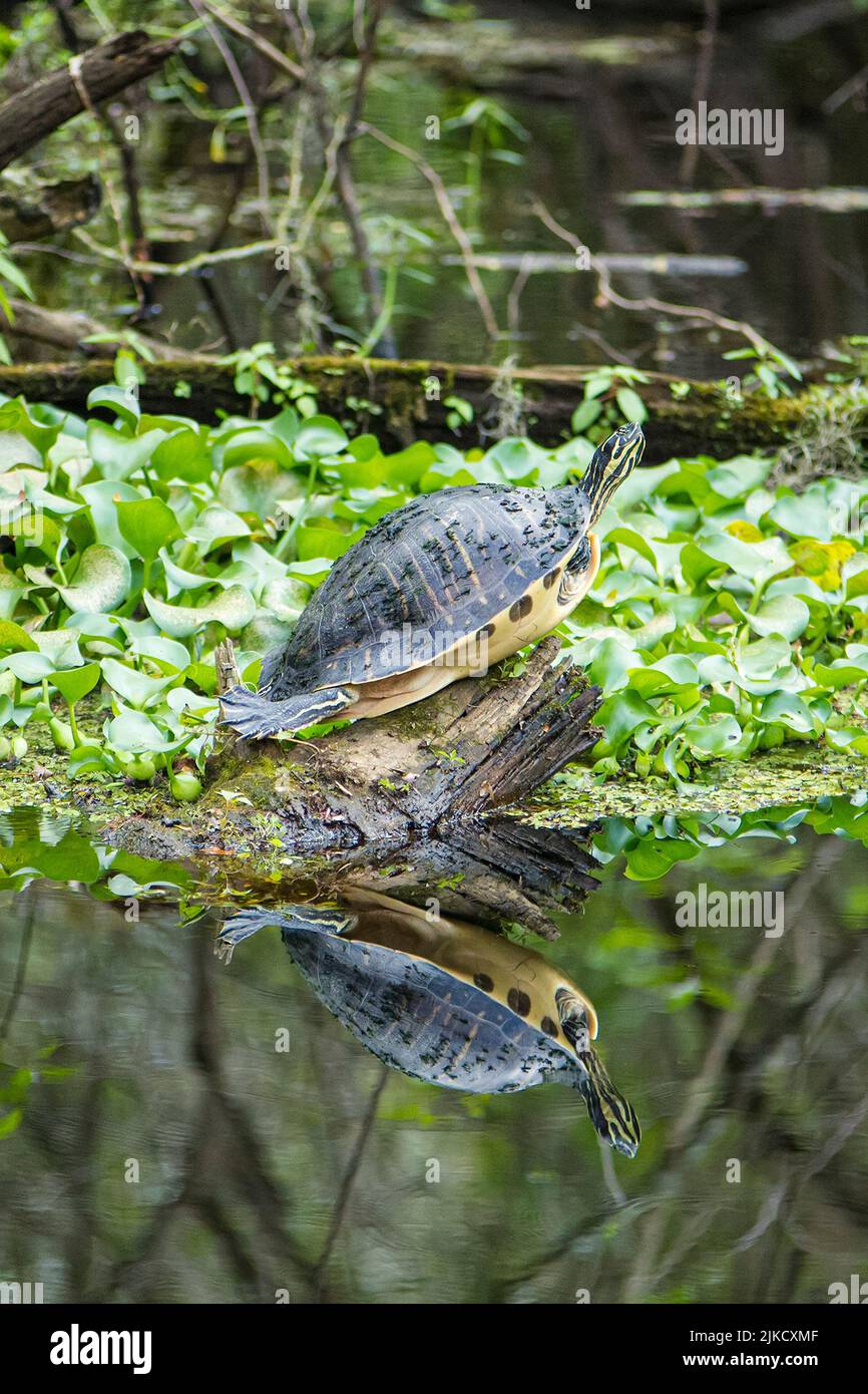 A vertical shot of the turtle in the wet lands Stock Photo - Alamy