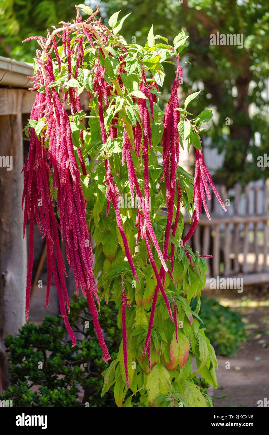 A vertical closeup of Amaranthus caudatus Stock Photo - Alamy