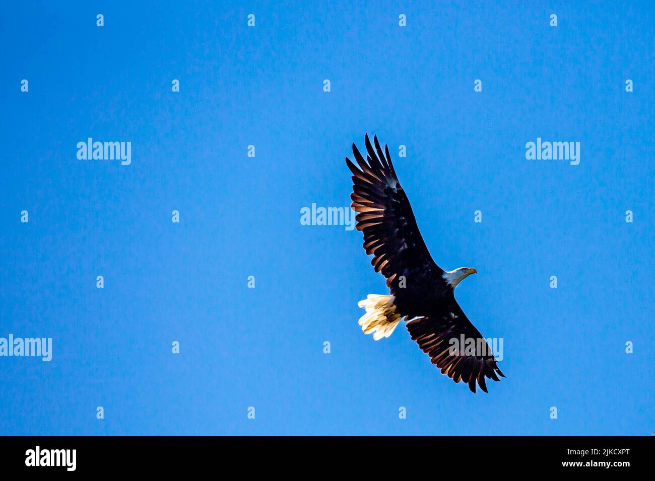 Bald Eagle (Haliaeetus leucocephalus) flying in a blue sky, horizontal ...