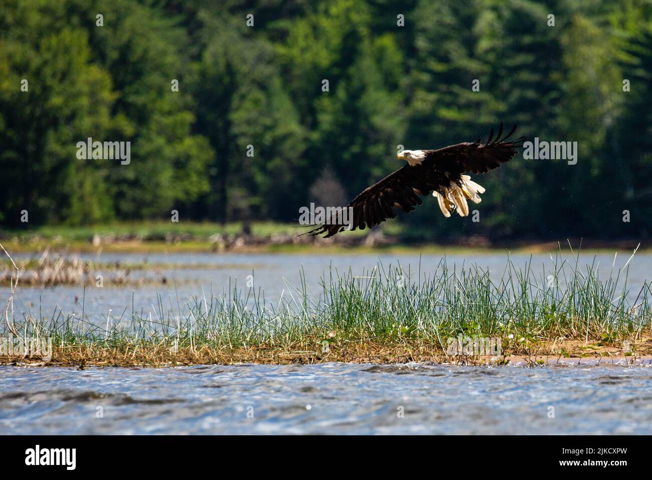 Bald Eagle (Haliaeetus leucocephalus) flying over the Rainbow Flowage ...