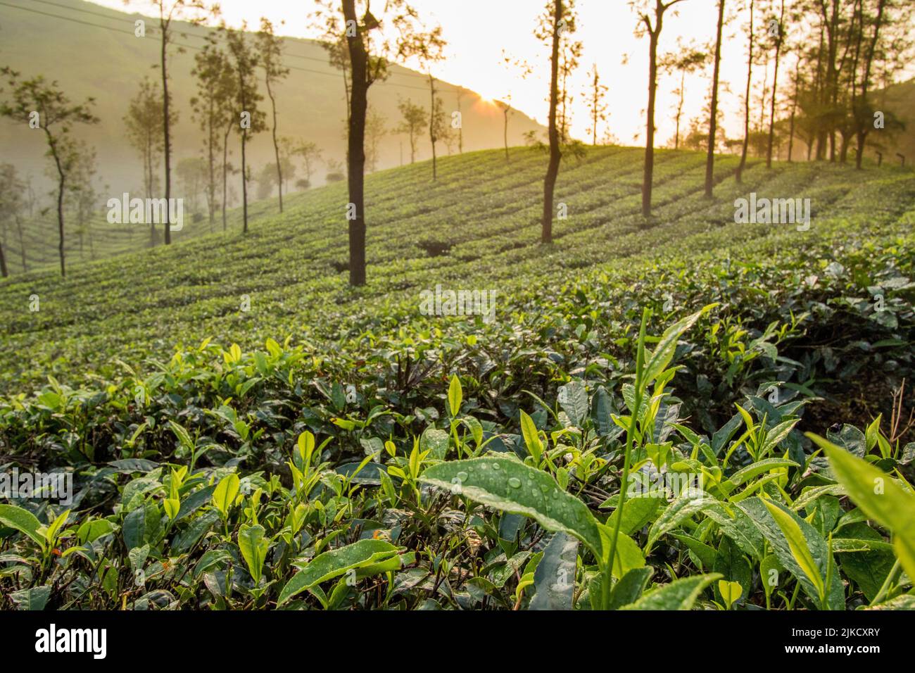 A growing green tea plantation field in Munnar, Kerala, India Stock ...