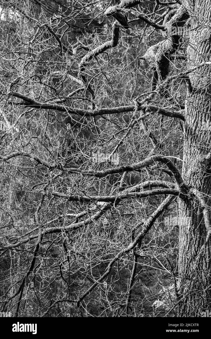 A vertical grayscale shot of a tree with long branches Stock Photo - Alamy