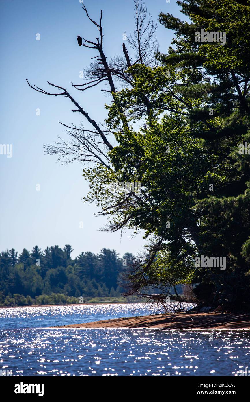 Bald eagle perched on a branch overlooking the Rainbow Flowage in ...