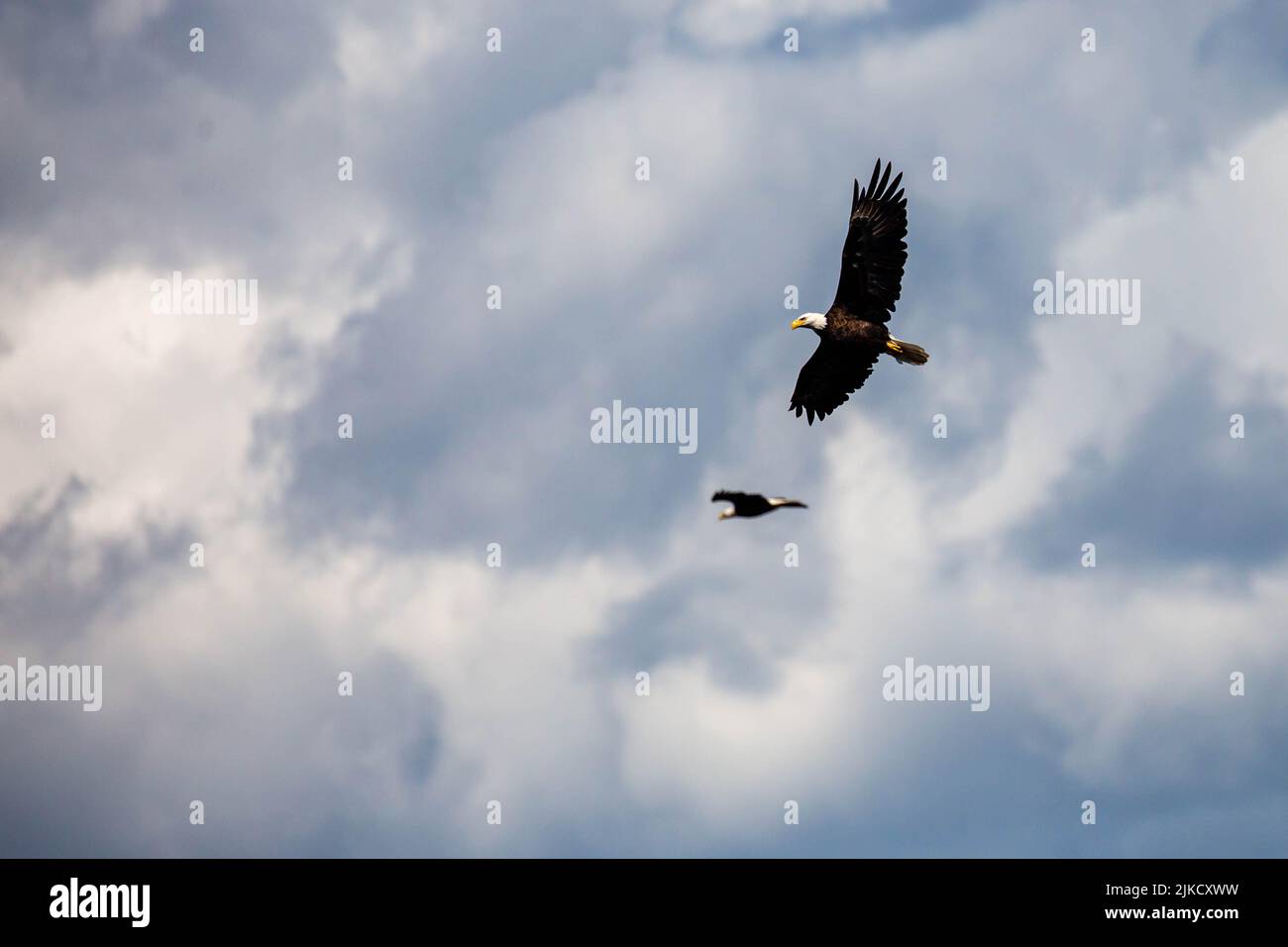 Pair of bald Eagles (Haliaeetus leucocephalus) flying in a cloudy sky, horizontal Stock Photo ...