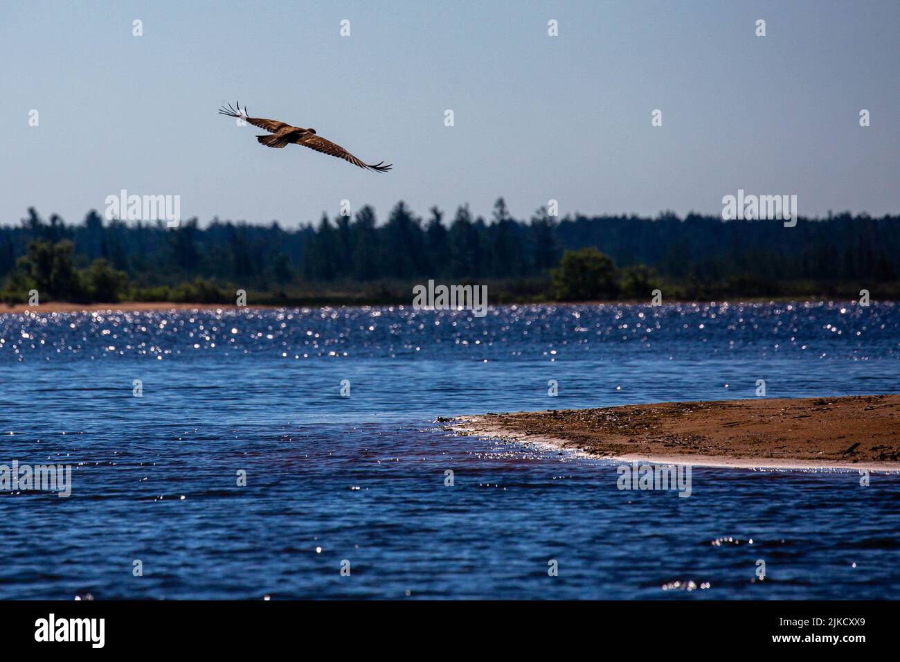 Bald eagle flying over water hi-res stock photography and images - Alamy