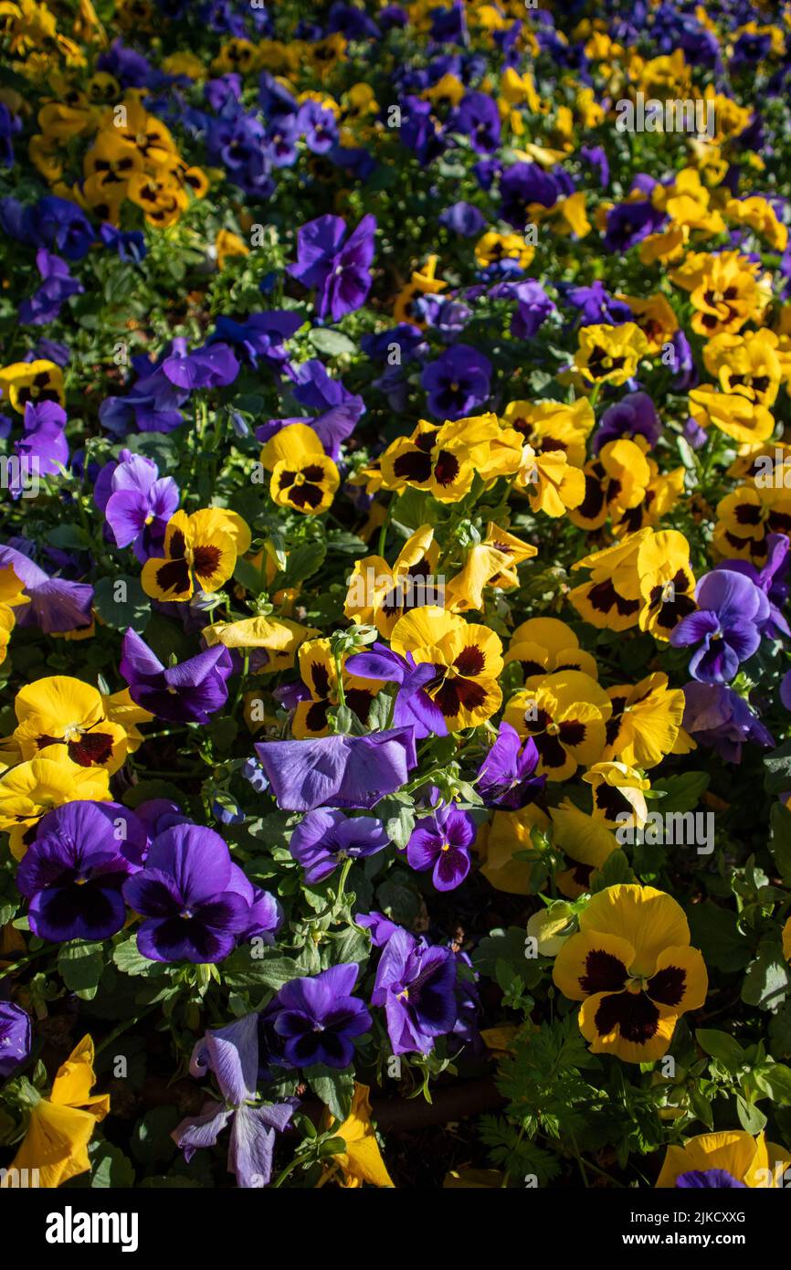 Purple violets hi-res stock photography and images - Alamy