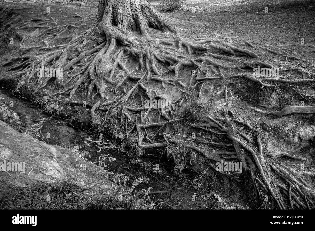 Long grass texture Black and White Stock Photos & Images - Alamy