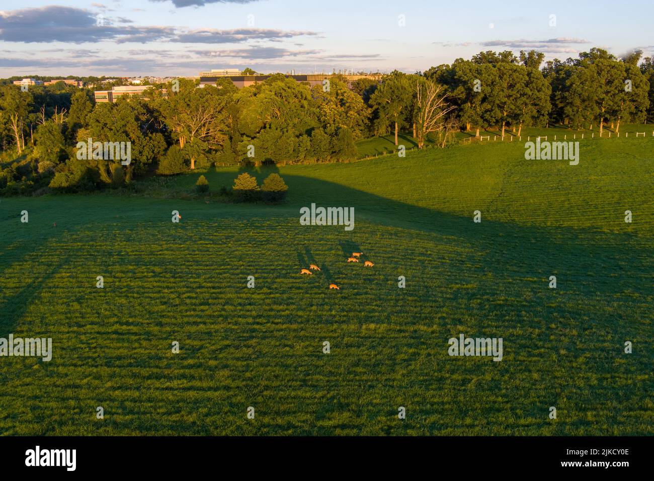 Aerial deer herd in farm hi-res stock photography and images - Alamy