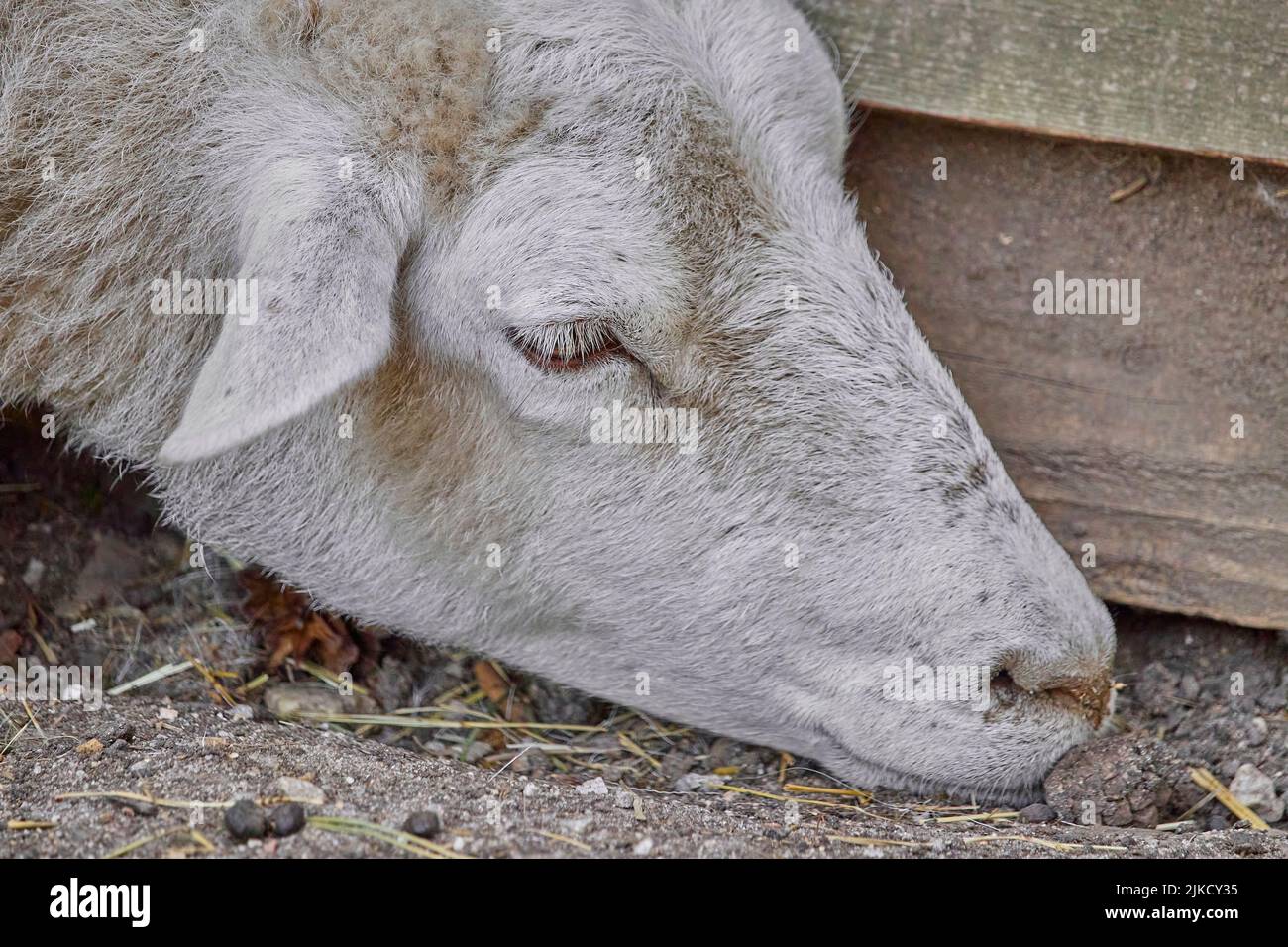 White face sheep hi-res stock photography and images - Alamy