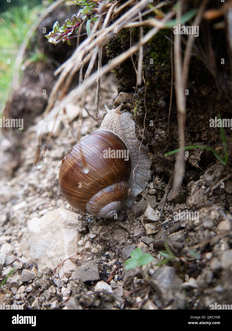 Roman snail burgundy edible escargot hi-res stock photography and ...