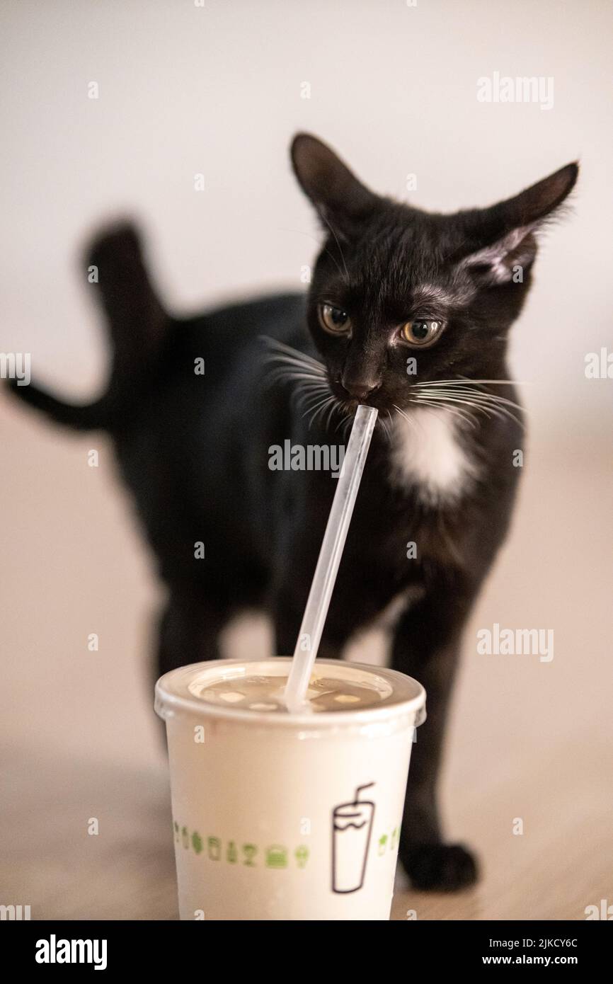 A vertical close-up shot of a black small cat drinking milk from a ...