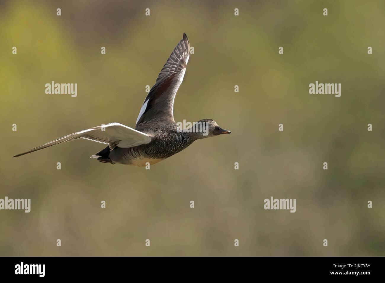 Beautiful flying gadwall with spread wings isolated on a blurred ...