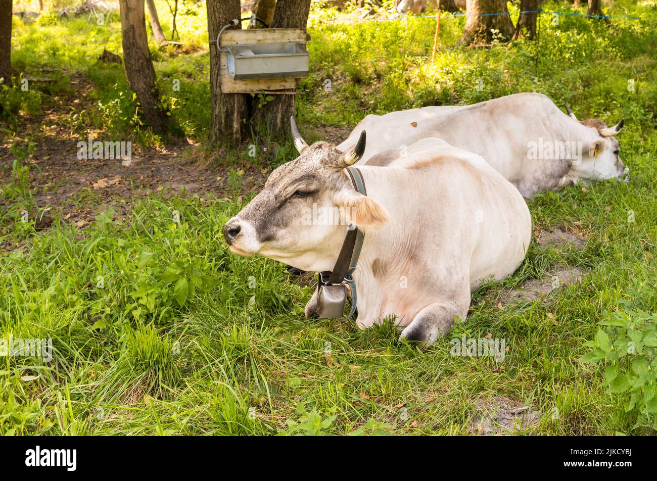 Alpine gray cow hi-res stock photography and images - Alamy