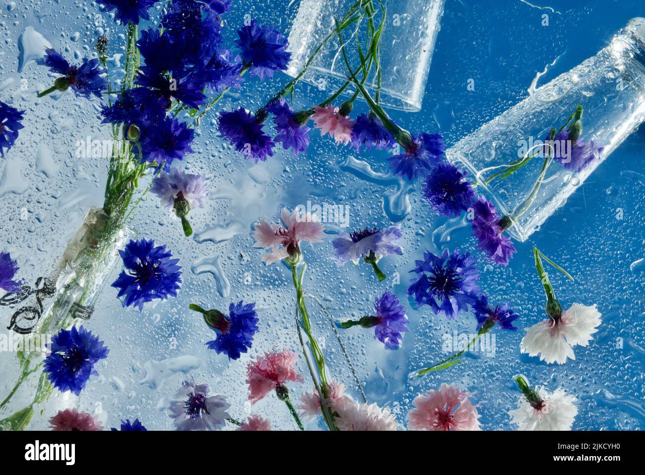 Cornflowers. Wild Blue Flowers Blooming. Border Art Design. White ...