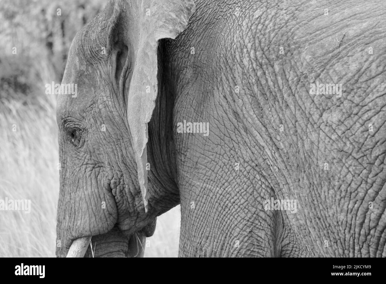 The close-up grayscale of an African bush elephant Stock Photo - Alamy