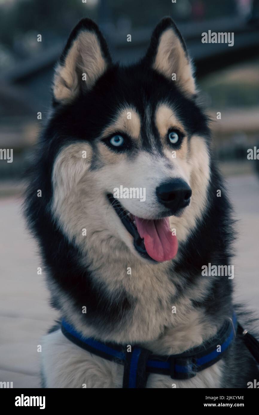A vertical close-up shot of smiling Husky dog standing outside Stock ...