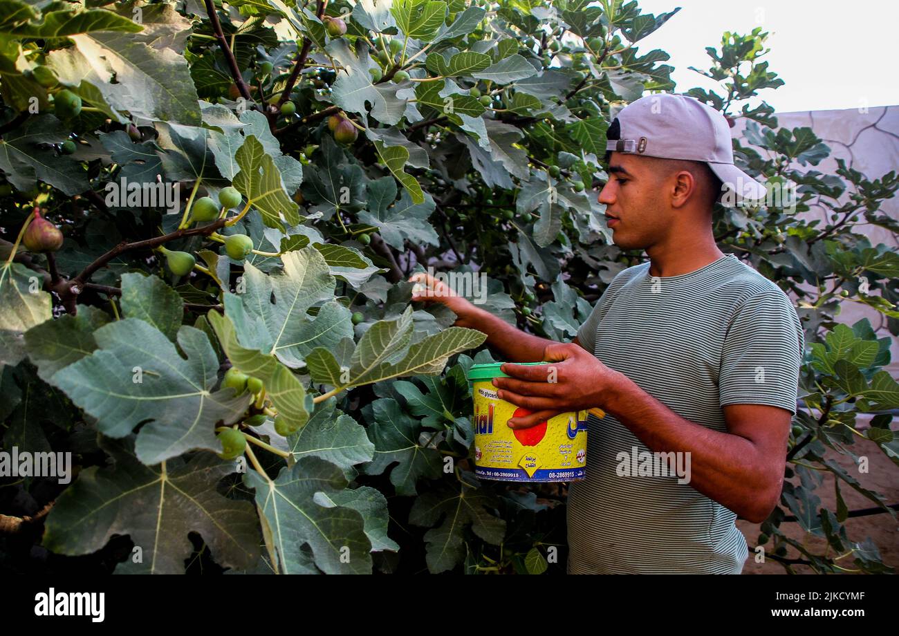 Gaza City, Gaza Strip, Palestine. 31st July, 2022. Gaza, Palestine. 31 ...