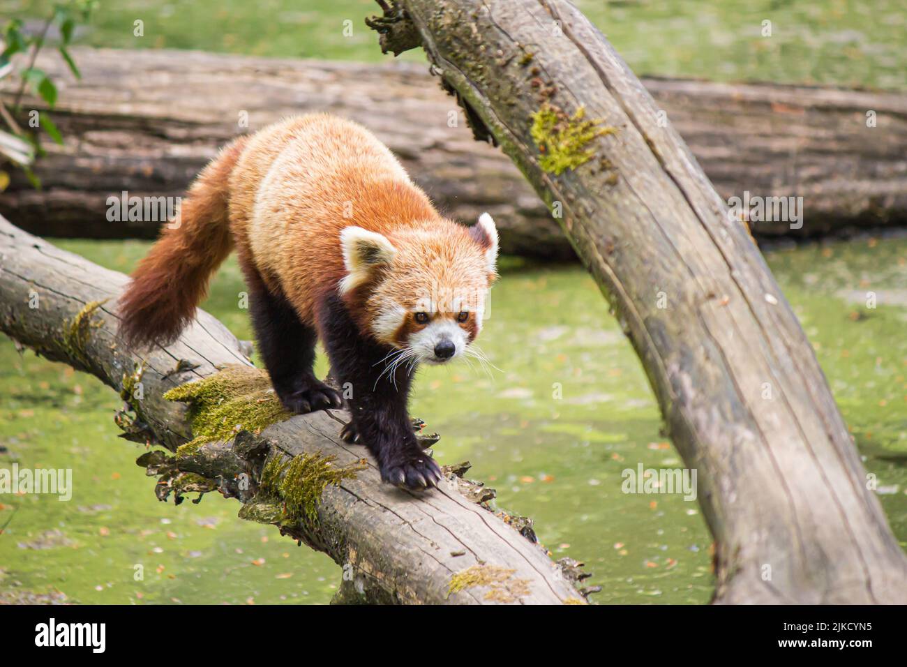A red panda walking down the mossy log Stock Photo - Alamy