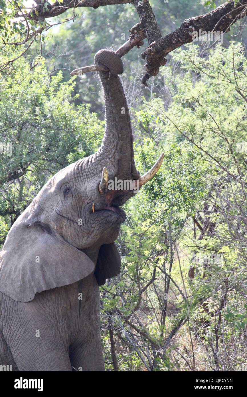 The vertical view of an African bush elephant catching the branch of a ...