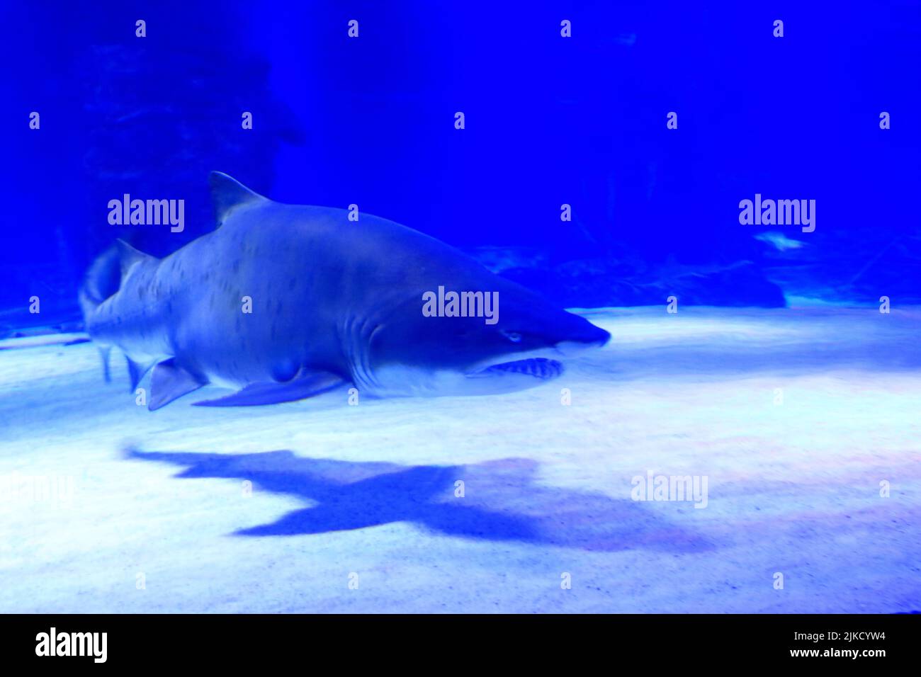 shark at Antalya aquarium, turkey Stock Photo - Alamy