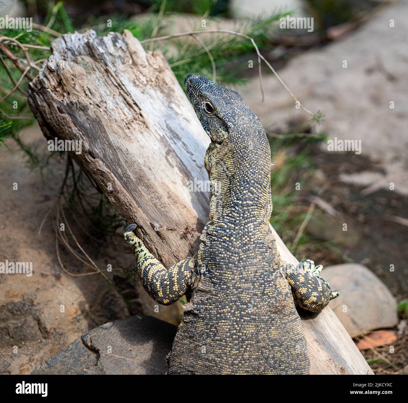 Lace monitor lizard close up hi-res stock photography and images - Alamy