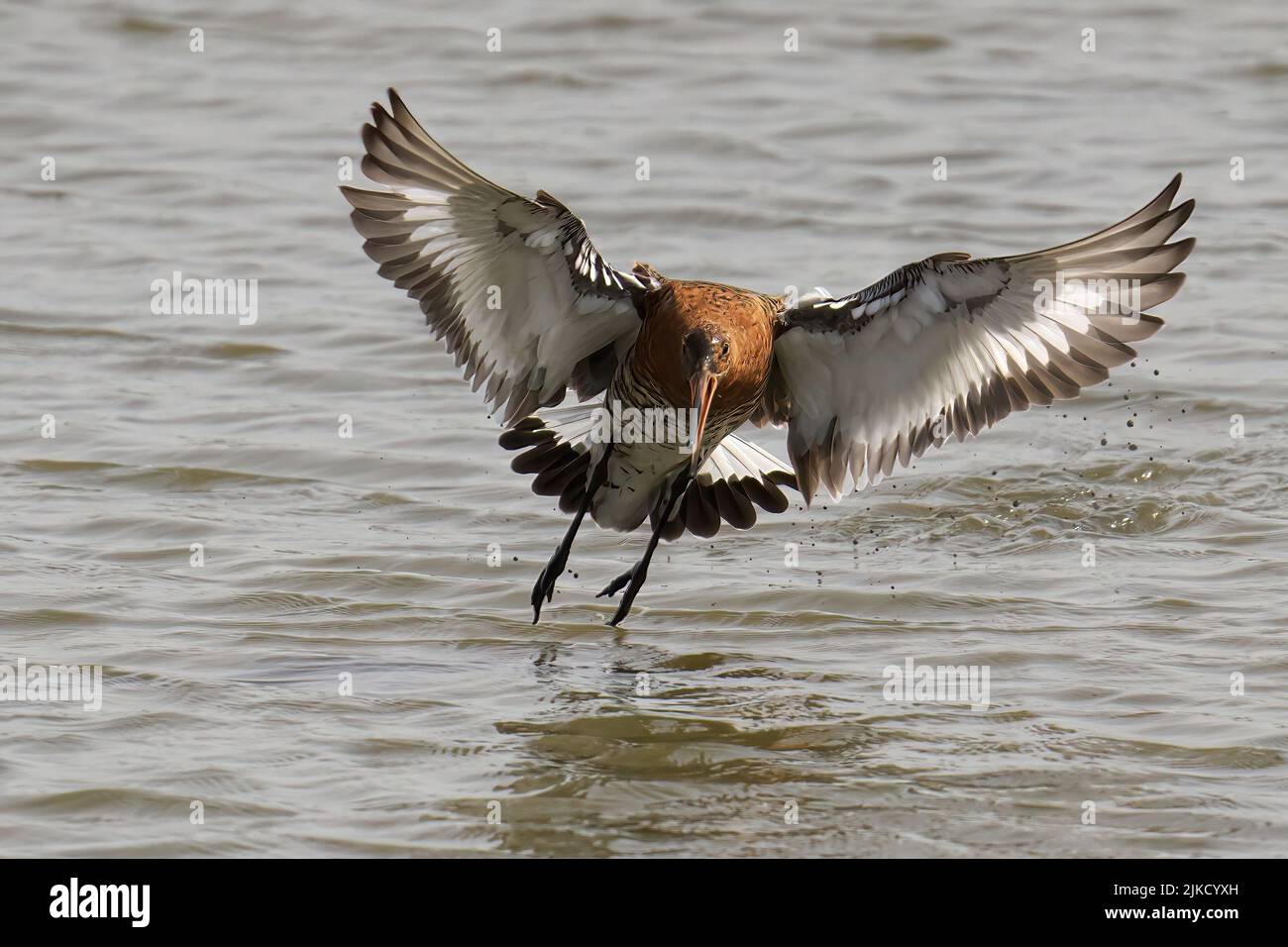 A black-tailed godwit flying over the lake Stock Photo - Alamy