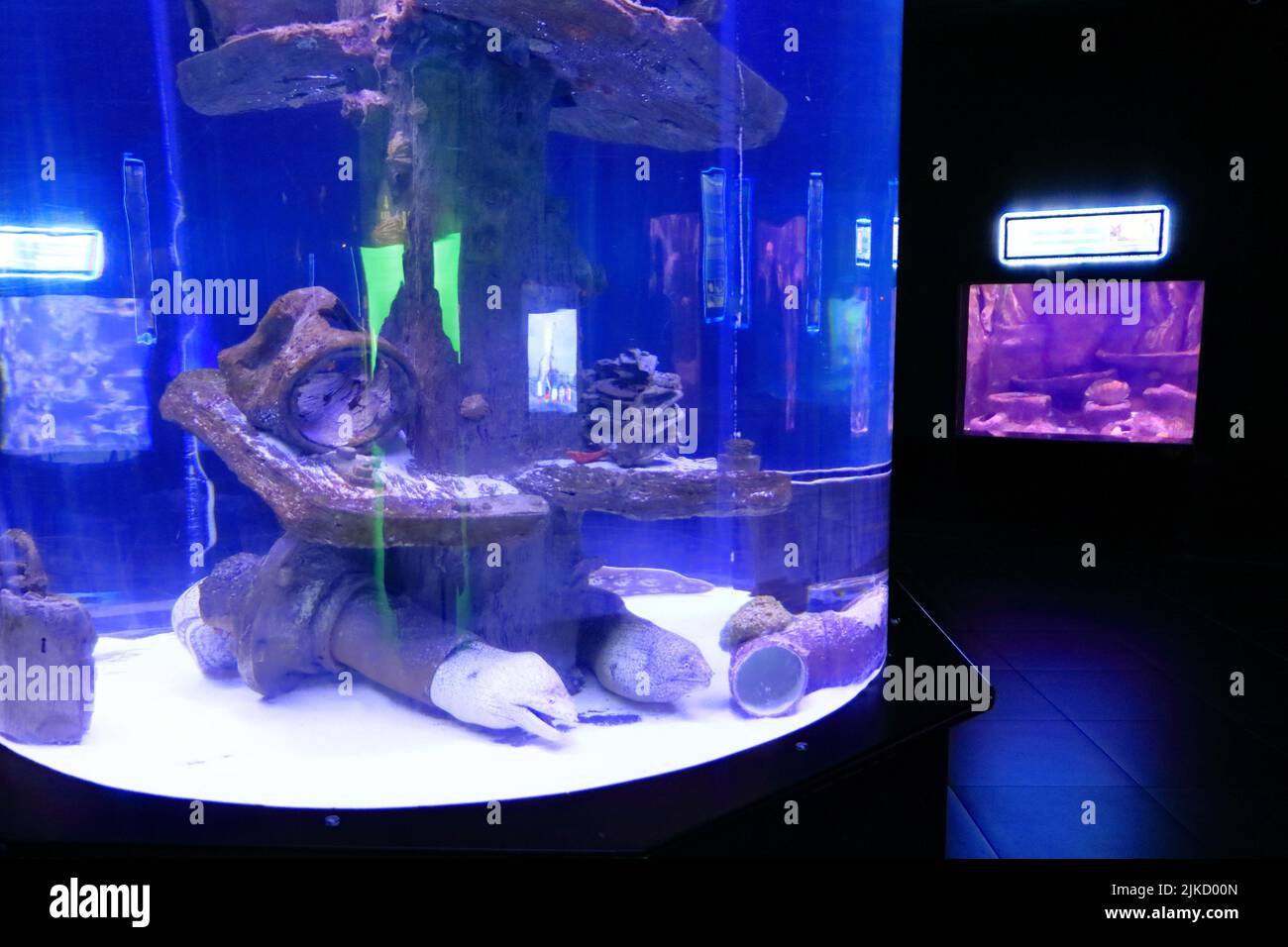 Exotic fish tank aquarium in Antalya in Turkey Stock Photo - Alamy