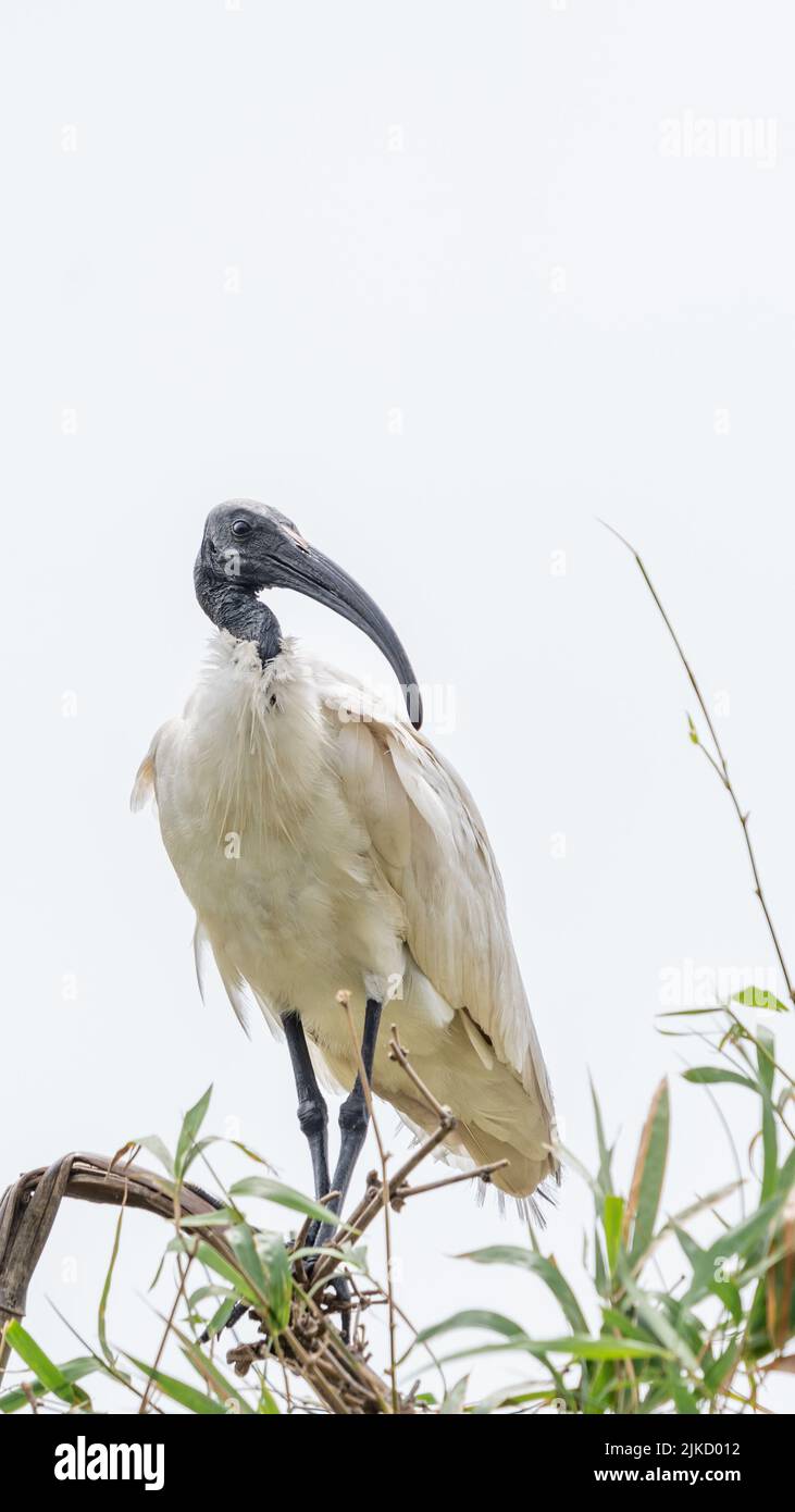 A black-headed ibis (Threskiornis melanocephalus) perched on a branch ...