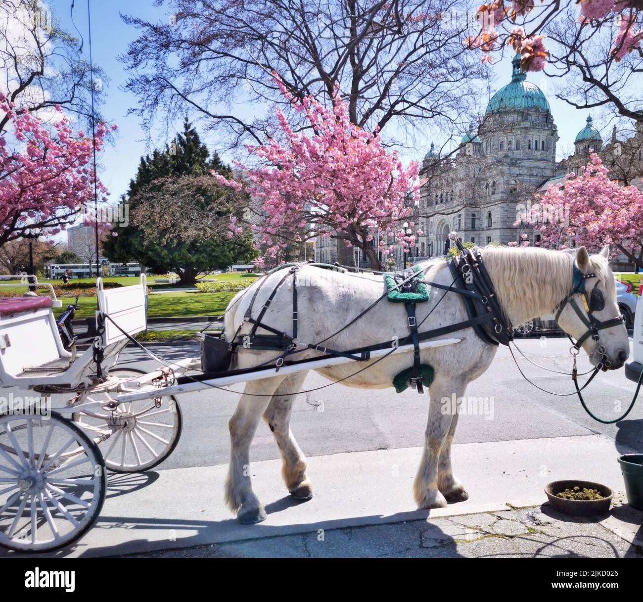 A cart with a horse in the park with blooming trees Stock Photo - Alamy