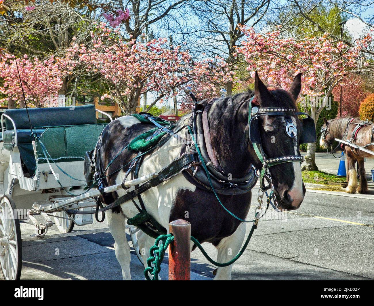 A cart with a horse in the park with blooming trees Stock Photo - Alamy