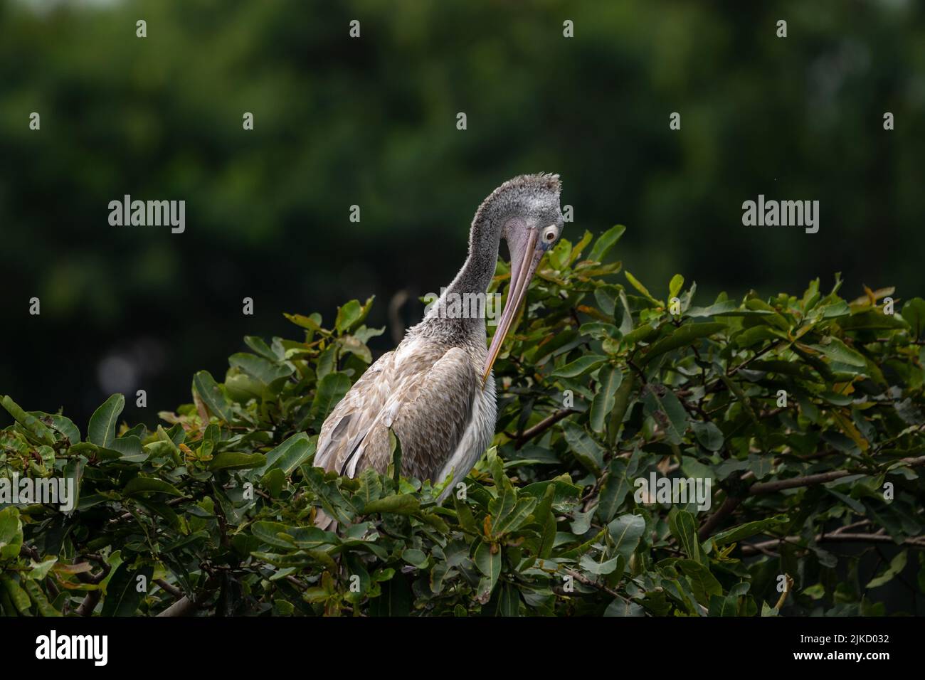 A Grey pelican (Pelecanus philippensis), also known as the spot-billed ...