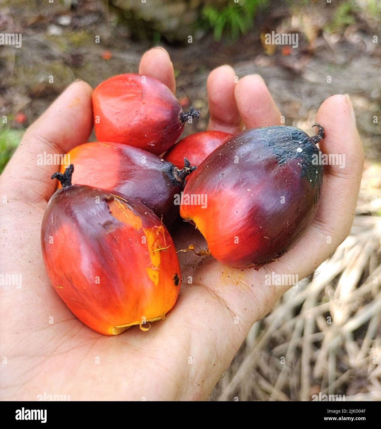 Hand holding palm oil fruit hi-res stock photography and images - Alamy