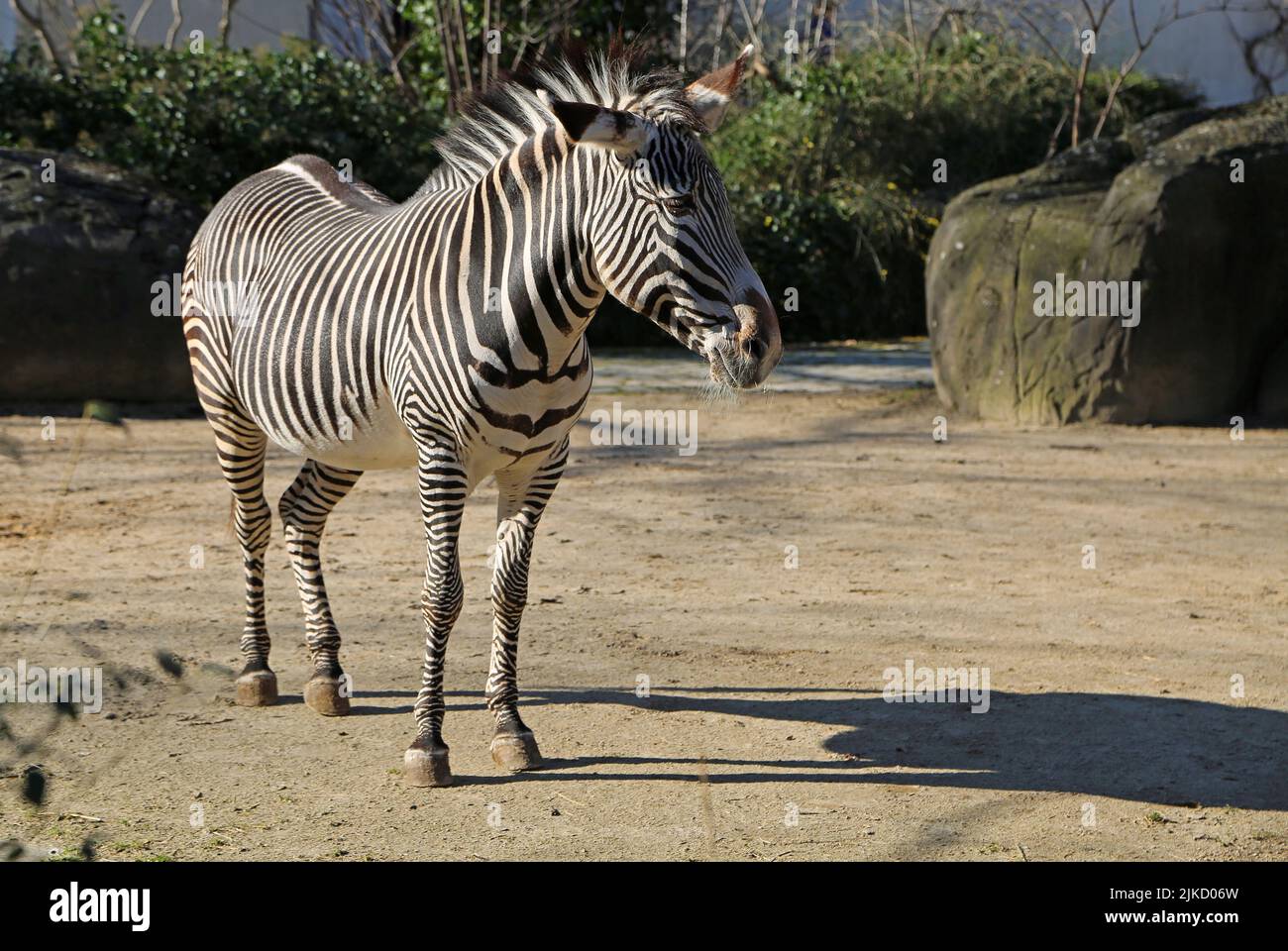 Zebra standing - Berlin, Germany Stock Photo - Alamy