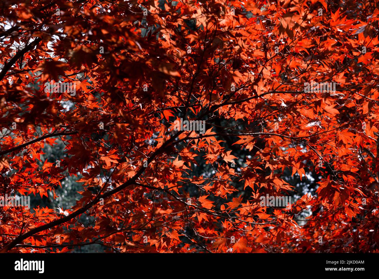 Japanese Acer or Japanese mapple Stock Photo - Alamy