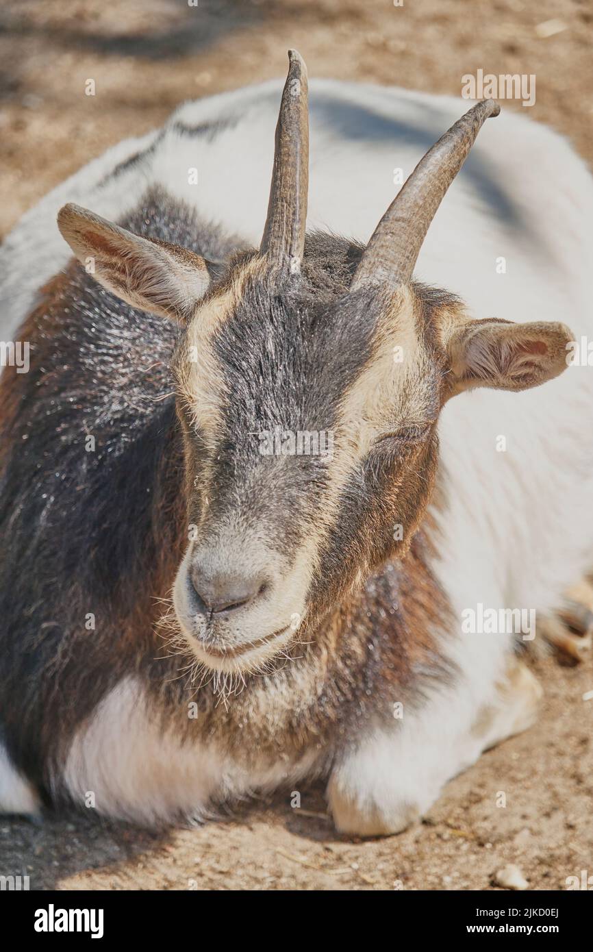 A vertical closeup of an American Pygmy with closed eyes Stock Photo ...