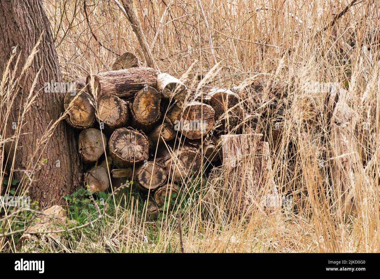 A lot of thick logs near the tree in the forest Stock Photo - Alamy