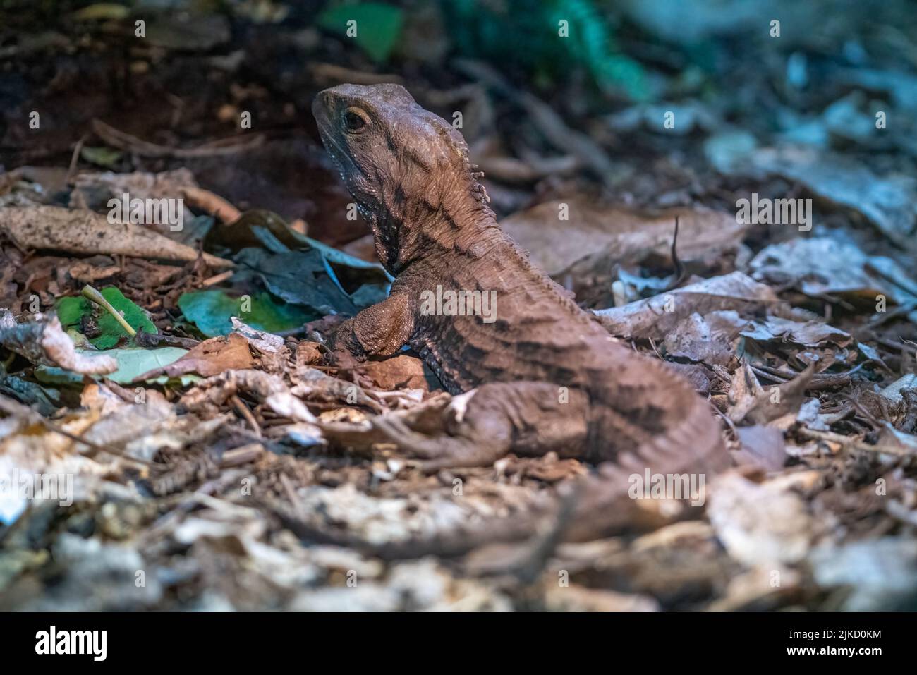 Sphenodon punctatus tuatara hi-res stock photography and images - Alamy
