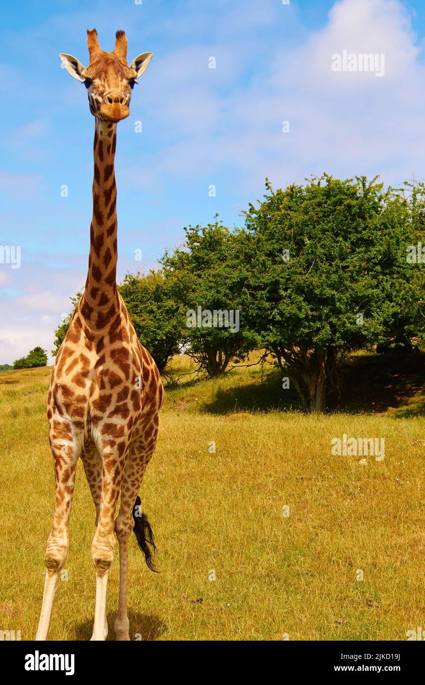 Giraffes in conservation in zoo uk Stock Photo - Alamy
