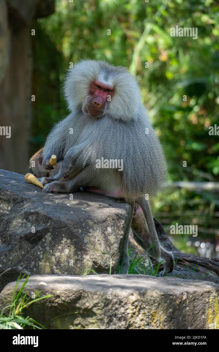 Hamadryas baboon rocks hi-res stock photography and images - Alamy