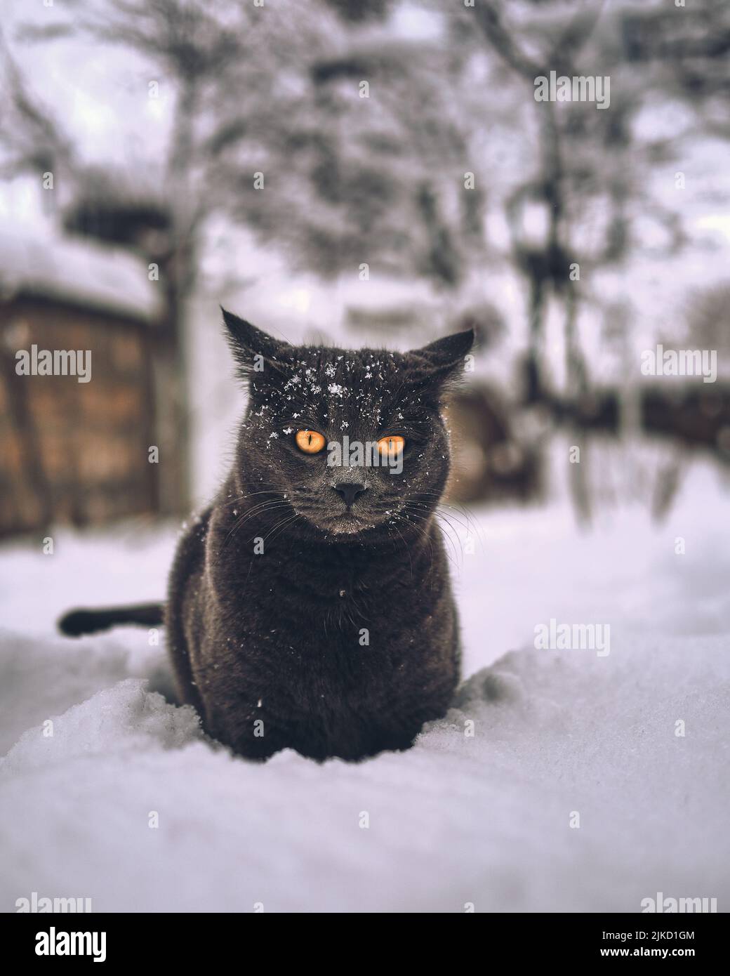 Barn cat in winter hi-res stock photography and images - Alamy