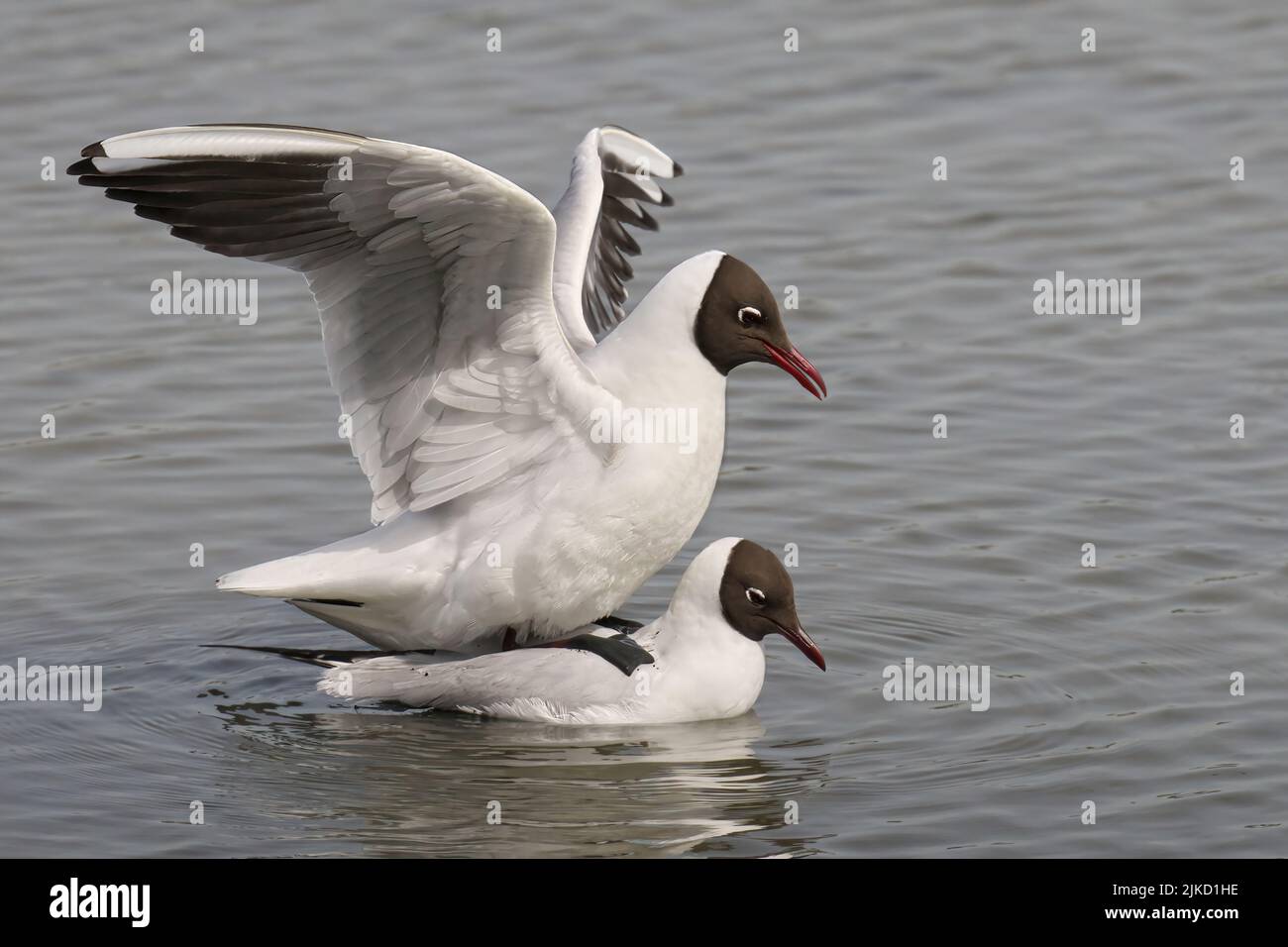 Two headed animals hi-res stock photography and images - Alamy