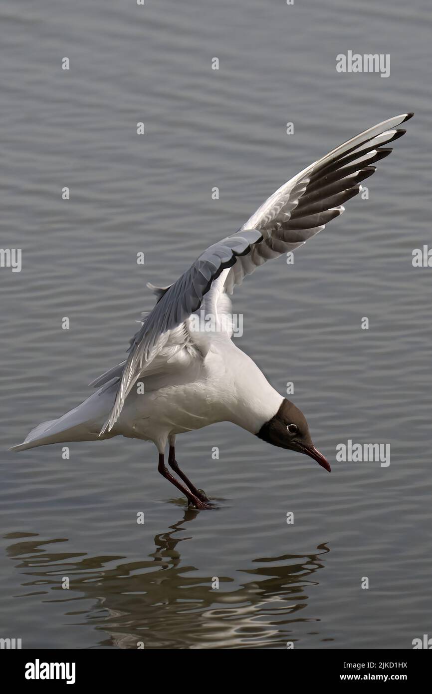 A vertical shot of a black-headed gull with black and white feathers ...