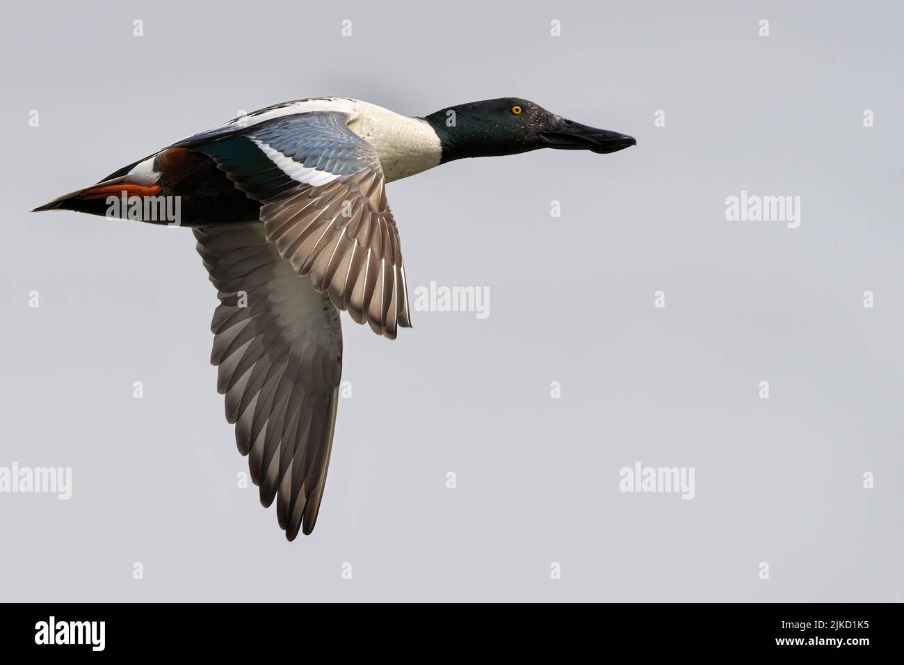 A Northern Shoveler in flight with spread wings isolated on the white ...