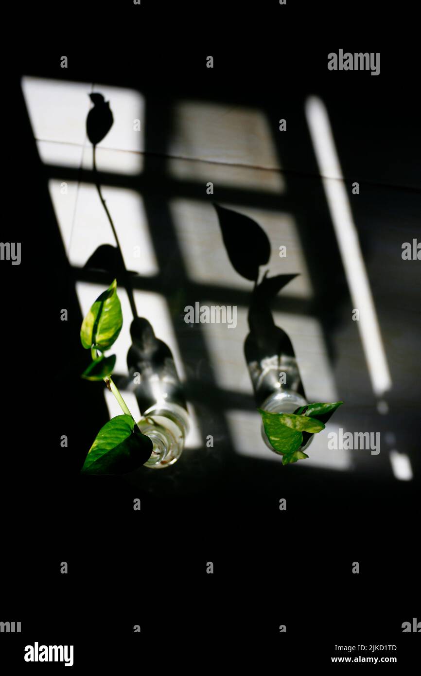 Shadow of bottle vase with leaf Stock Photo - Alamy