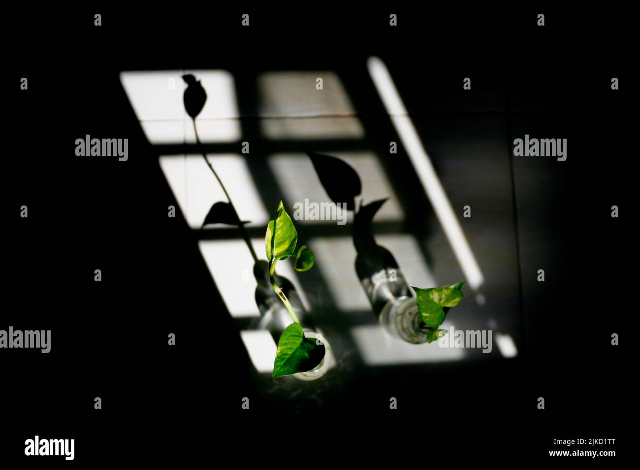 Bottle shadow hi-res stock photography and images - Alamy