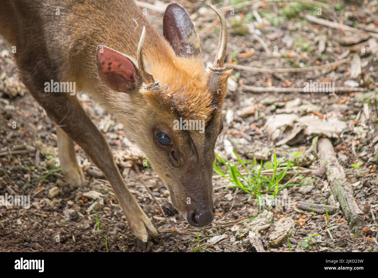 A closeup of a Reeves's muntjac with head bowed in the woods Stock ...