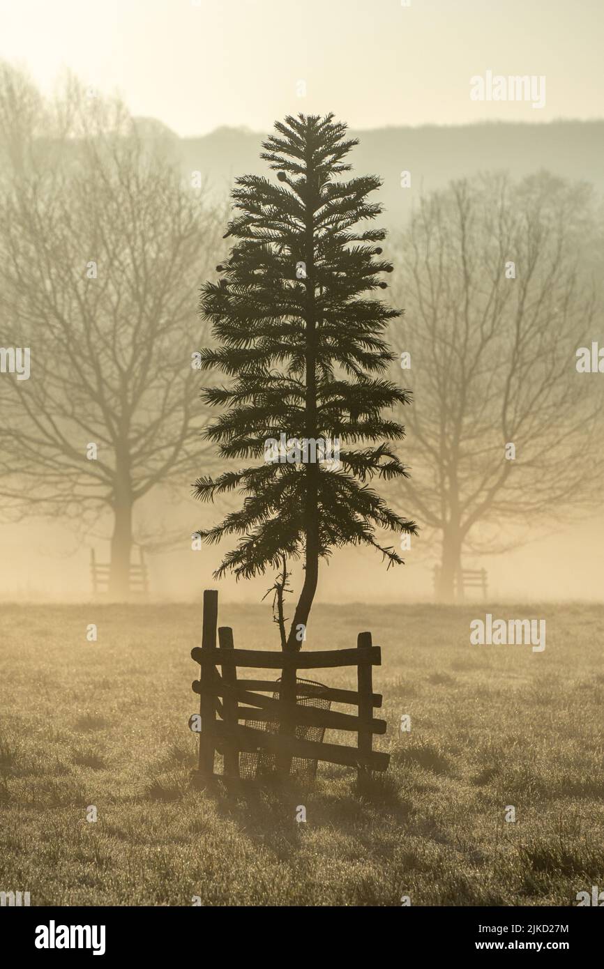 A vertical shot of a tall tree surrounded by small wooden fences on a ...