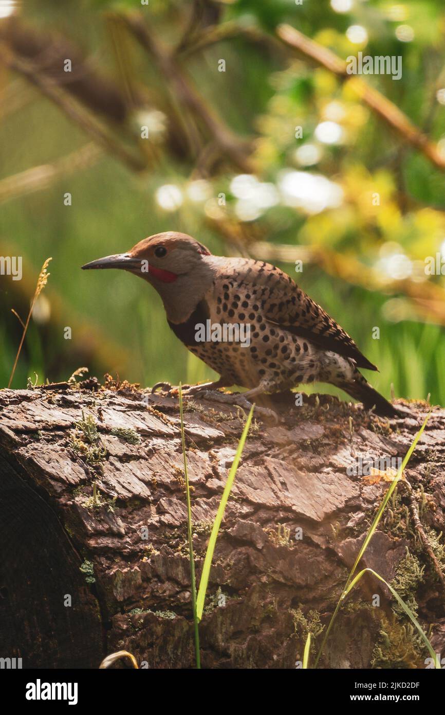 A vertical shot of a common starling bird on a tree branch - Sturnus ...